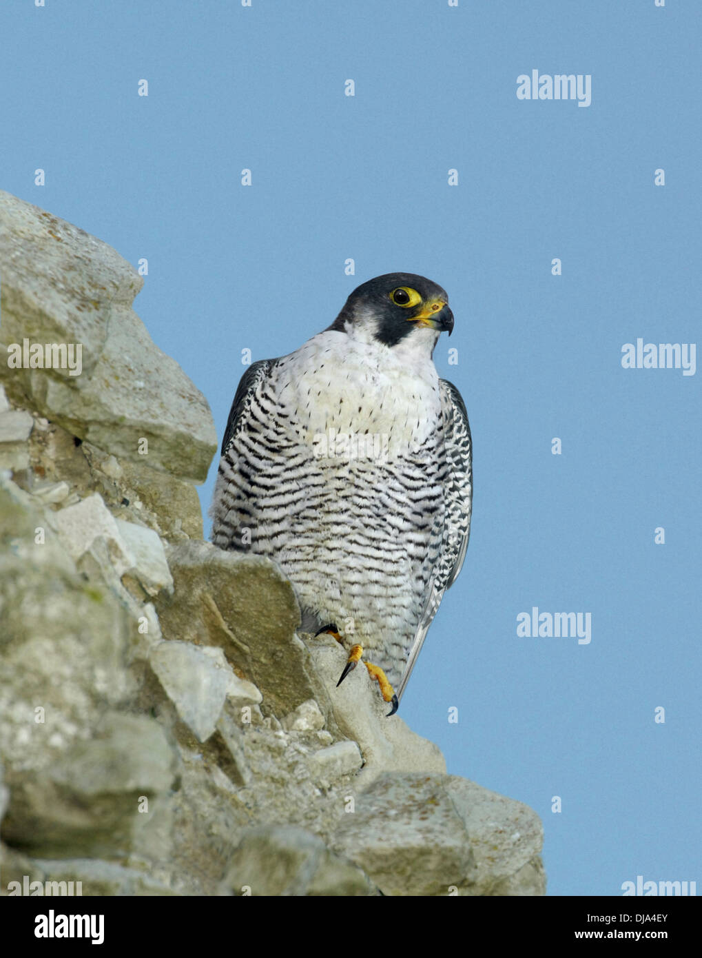 Wanderfalke vogel falco peregrinus -Fotos und -Bildmaterial in hoher ...