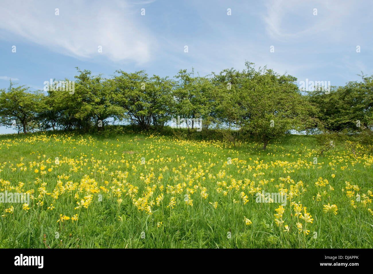Frühling-Feld mit Blumen Schlüsselblume (Primula Veris), Thüringen ...