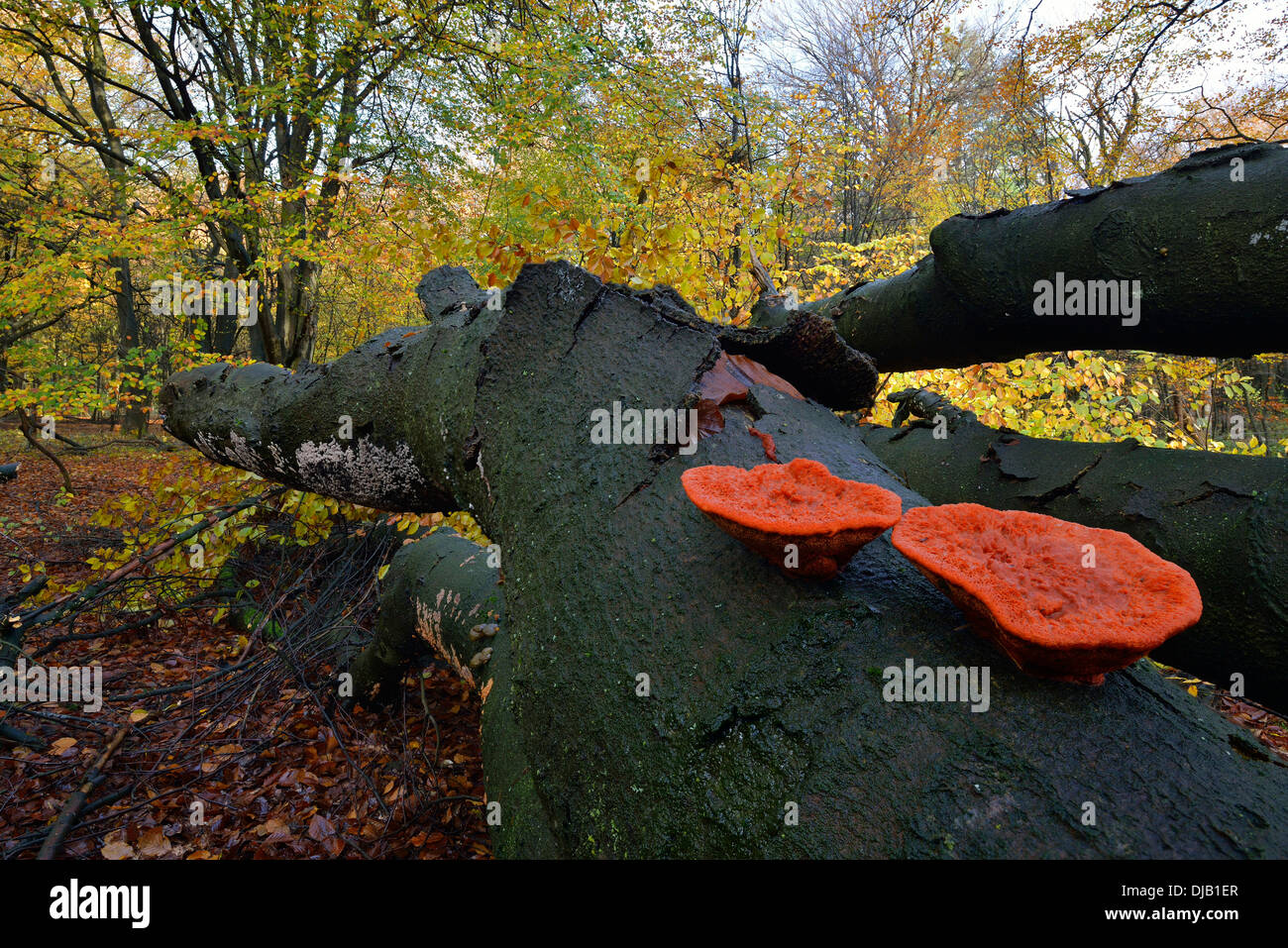 Zinnoberrote Polypores Stockfotos und -bilder Kaufen - Alamy
