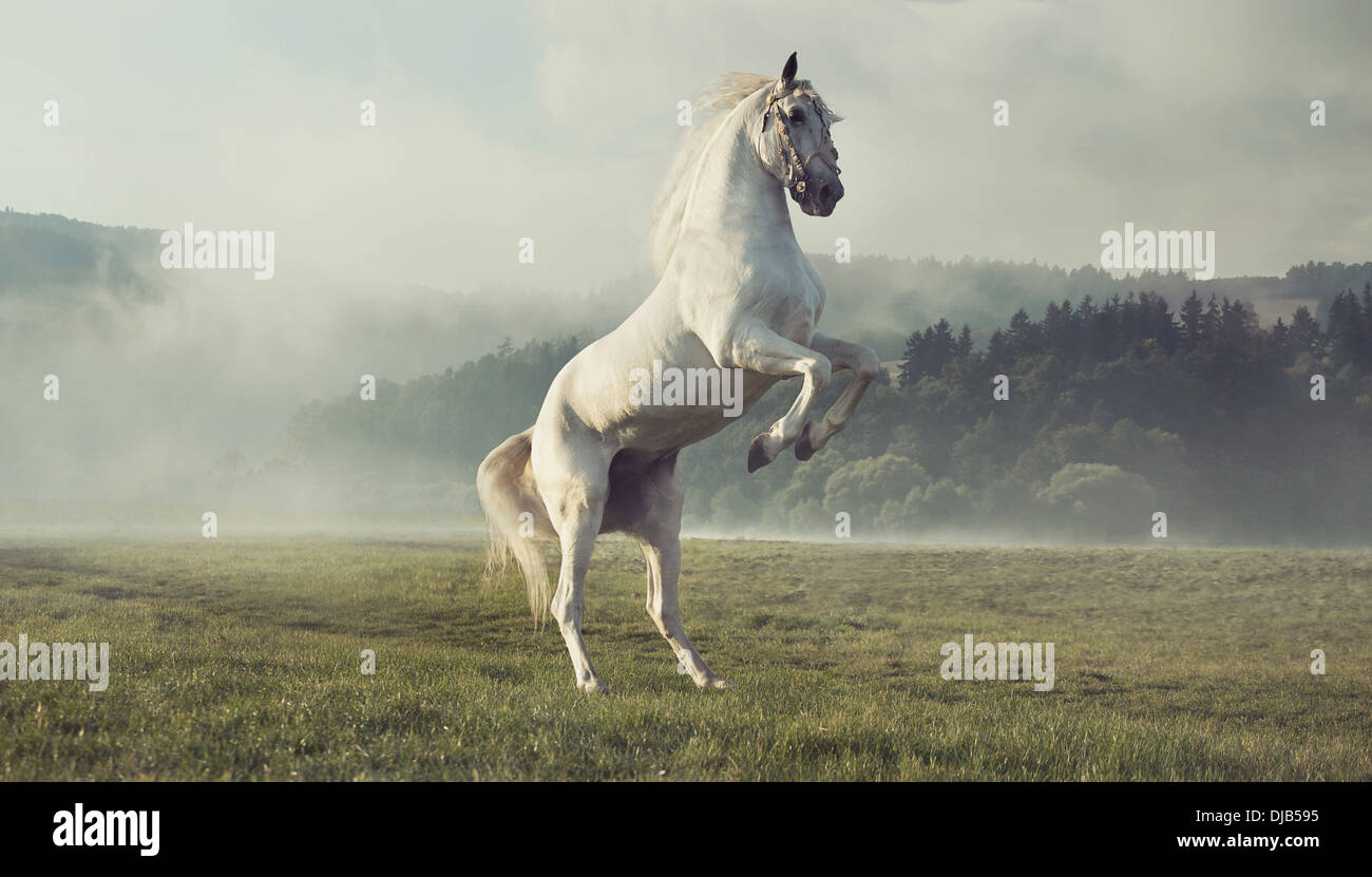 Starkes weißes Pferd auf den Herbst grünen Wiese Stockfotografie - Alamy