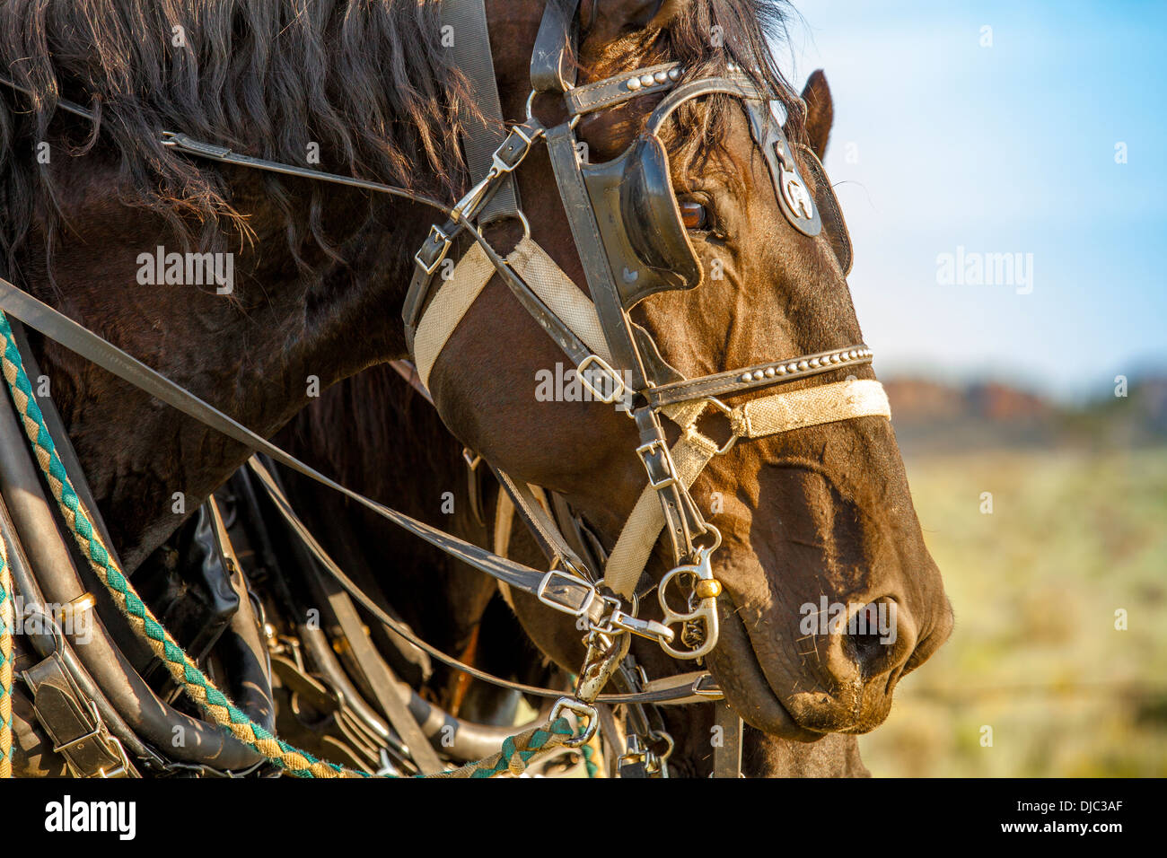 Pferd mit zaumzeug -Fotos und -Bildmaterial in hoher Auflösung – Alamy