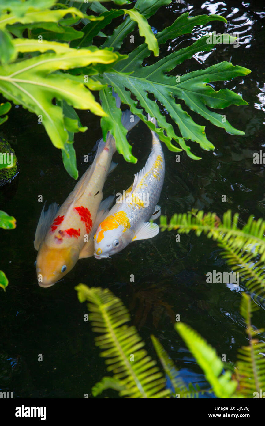 Japanischer karpfen fisch -Fotos und -Bildmaterial in hoher Auflösung ...