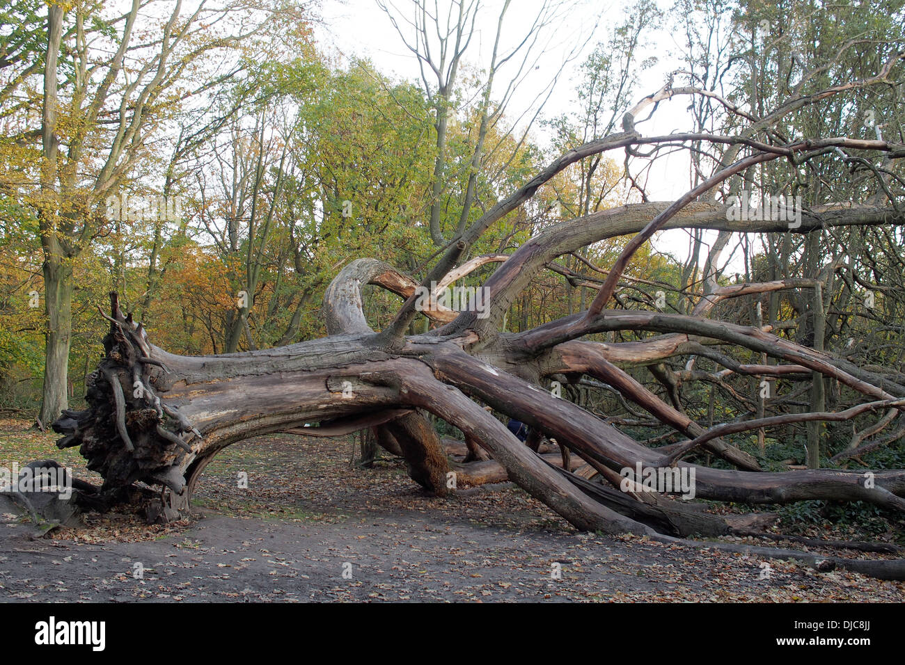 Entwurzelter Toter Baum Stockfotos und -bilder Kaufen - Alamy