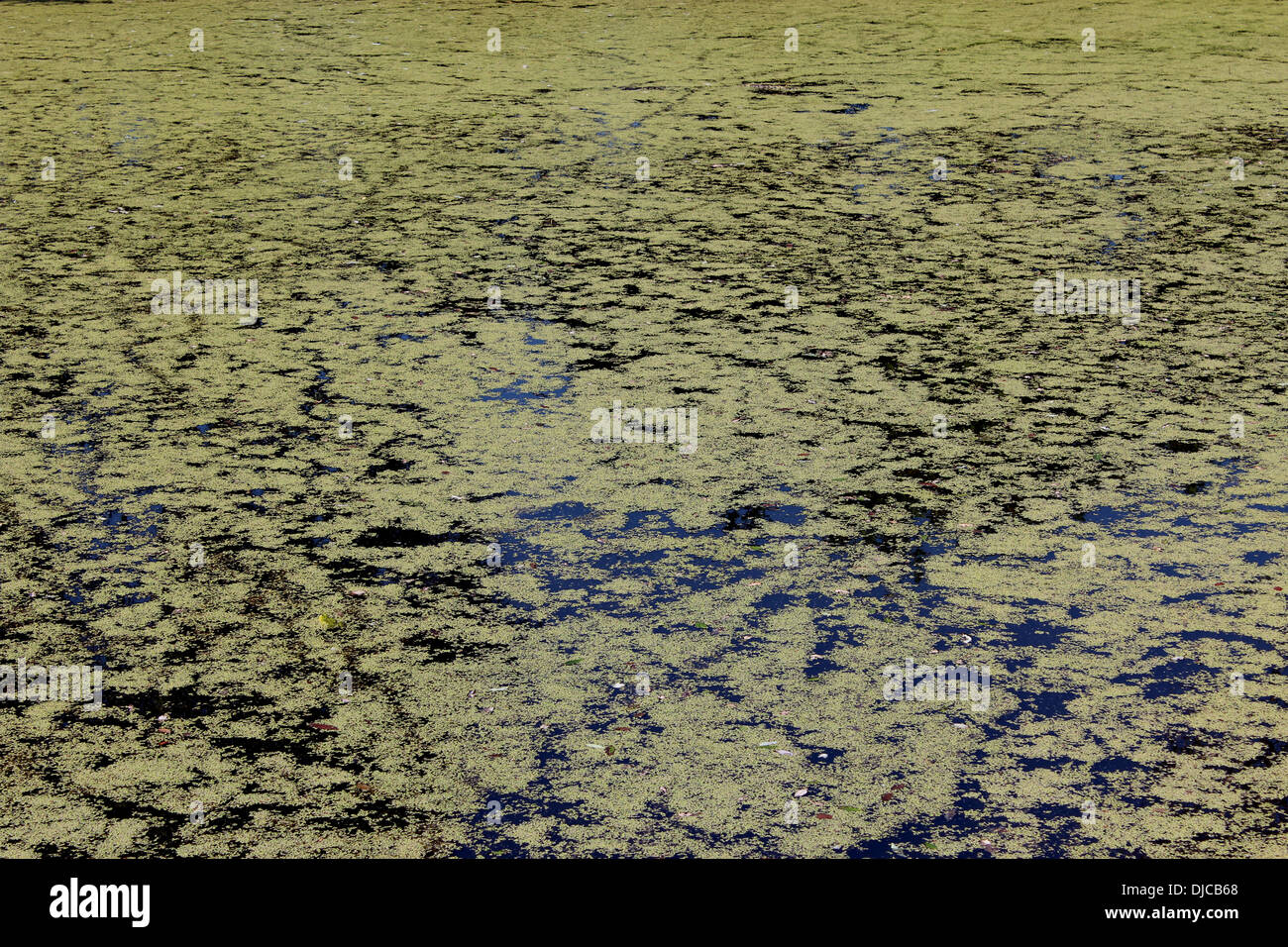 Buschleim -Fotos und -Bildmaterial in hoher Auflösung – Alamy