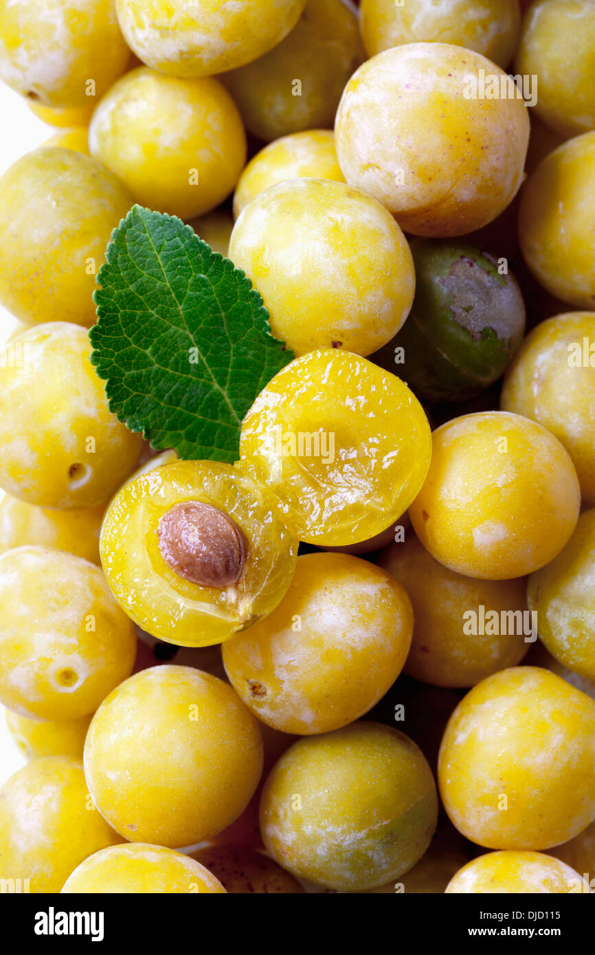 Mirabellen (Prunus Domestica Subspecies Syriaca), Studioaufnahme ...