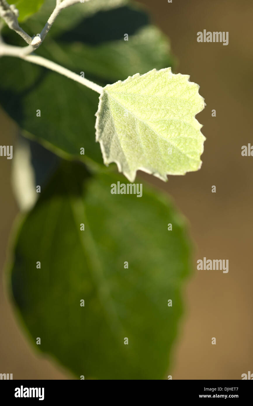 Blätter populus alba -Fotos und -Bildmaterial in hoher Auflösung – Alamy