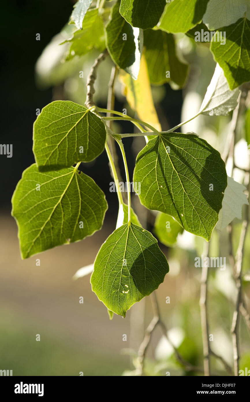 Weiße pappel populus alba -Fotos und -Bildmaterial in hoher Auflösung ...