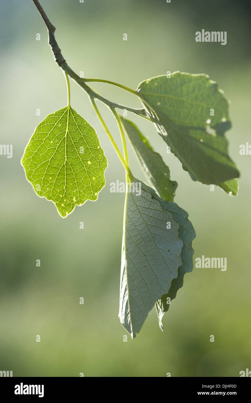 Blätter weiße pappel -Fotos und -Bildmaterial in hoher Auflösung – Alamy