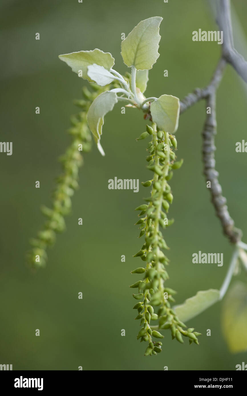 Silberblättrige pappel -Fotos und -Bildmaterial in hoher Auflösung – Alamy