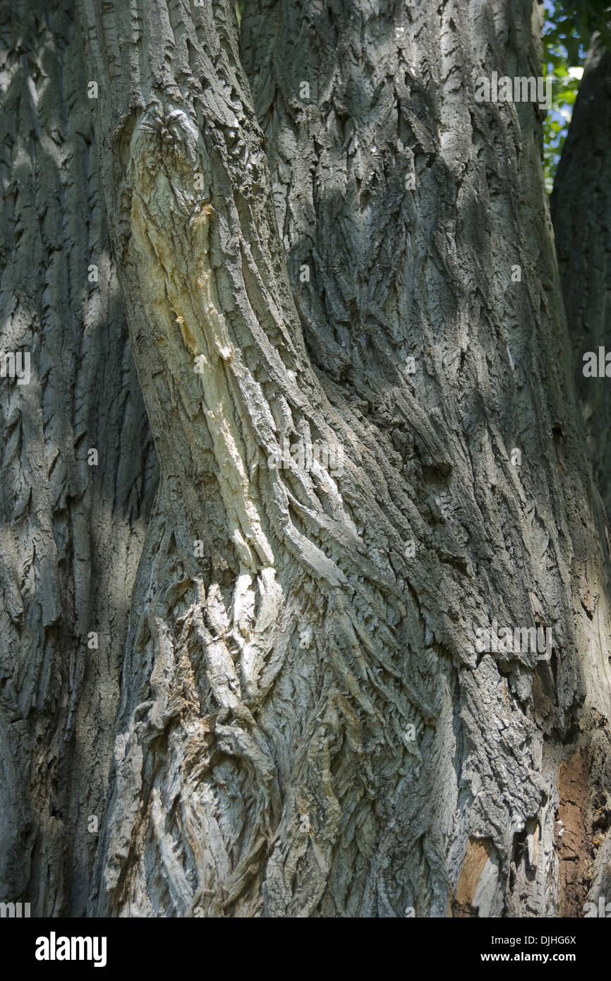 Pappel rinde detail -Fotos und -Bildmaterial in hoher Auflösung – Alamy