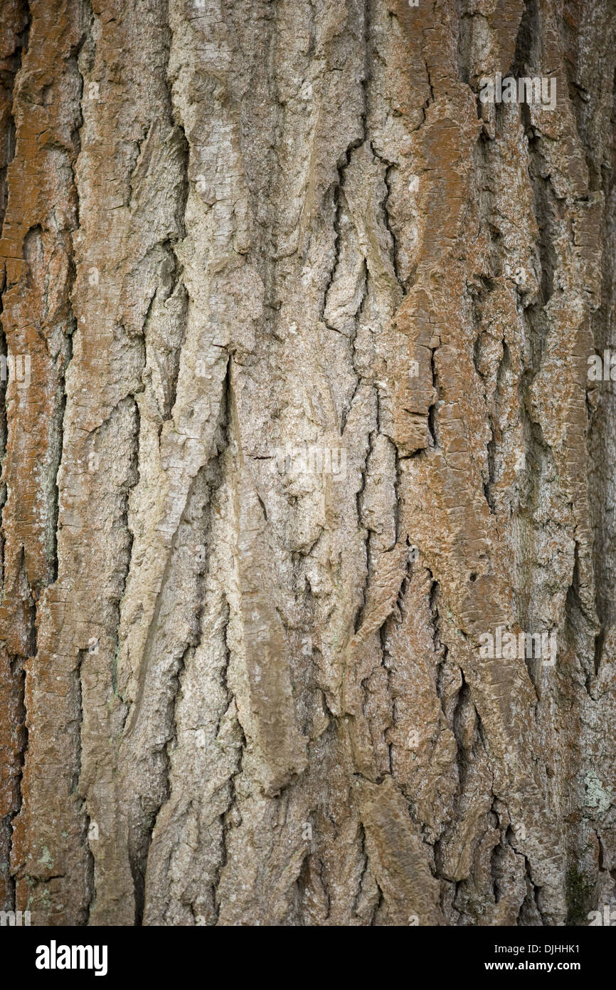 Pappel rinde detail -Fotos und -Bildmaterial in hoher Auflösung – Alamy