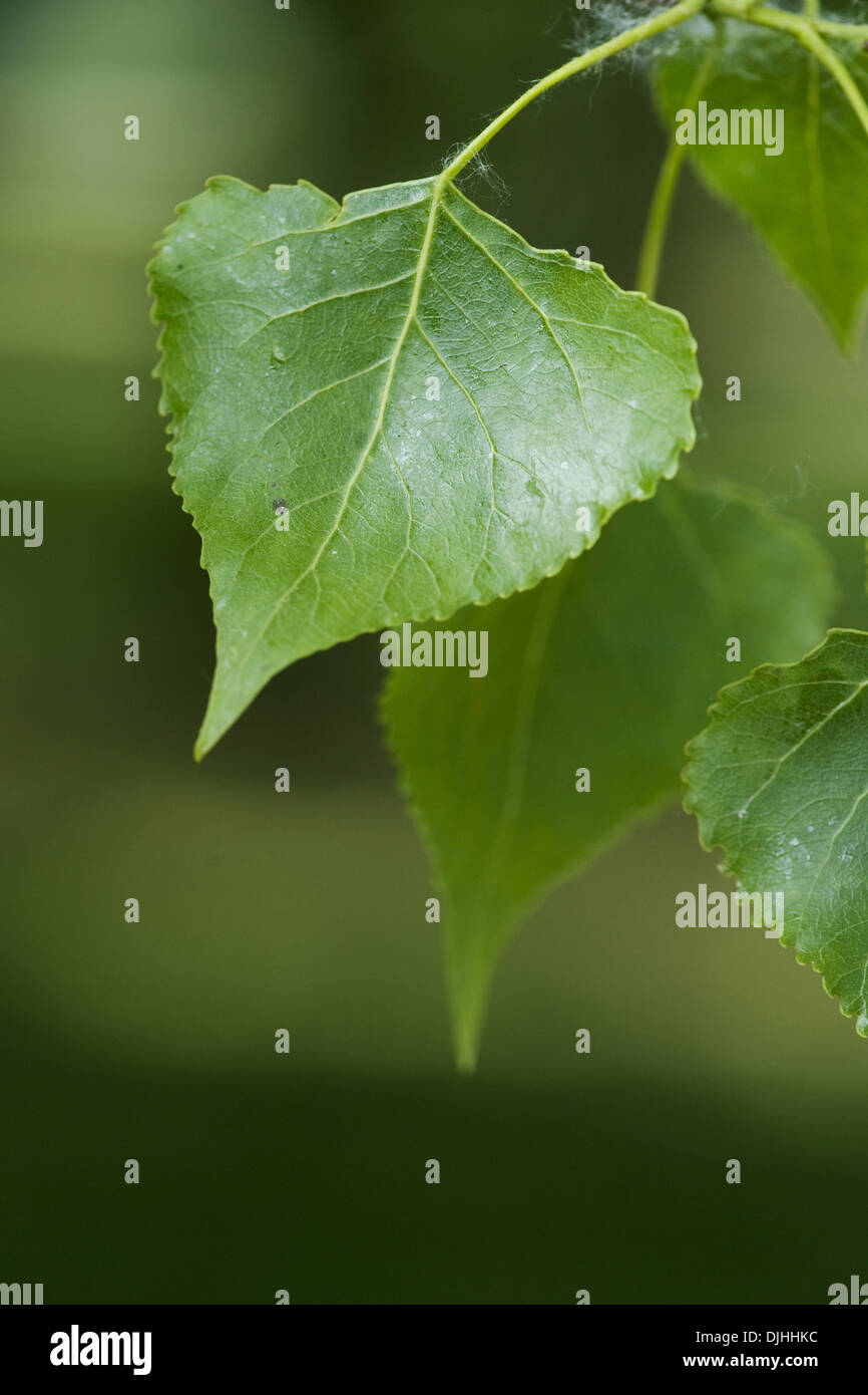 Grau pappel -Fotos und -Bildmaterial in hoher Auflösung – Alamy