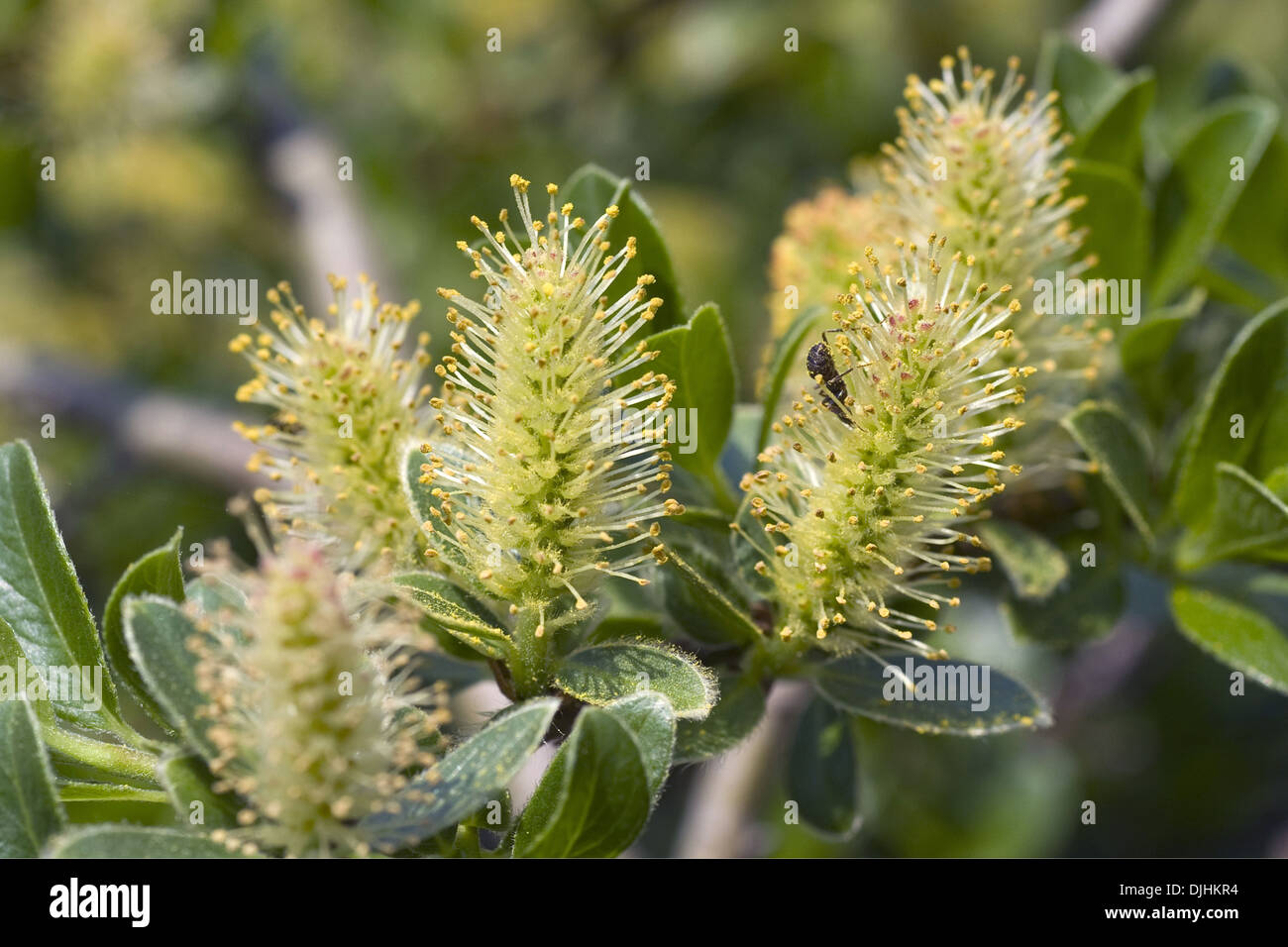 Zwergweide salix simulatrix -Fotos und -Bildmaterial in hoher Auflösung ...