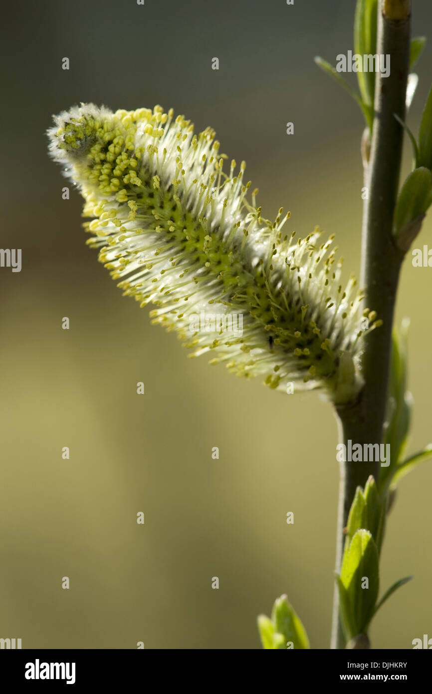 Salix Korbweiden Stockfotos und -bilder Kaufen - Alamy