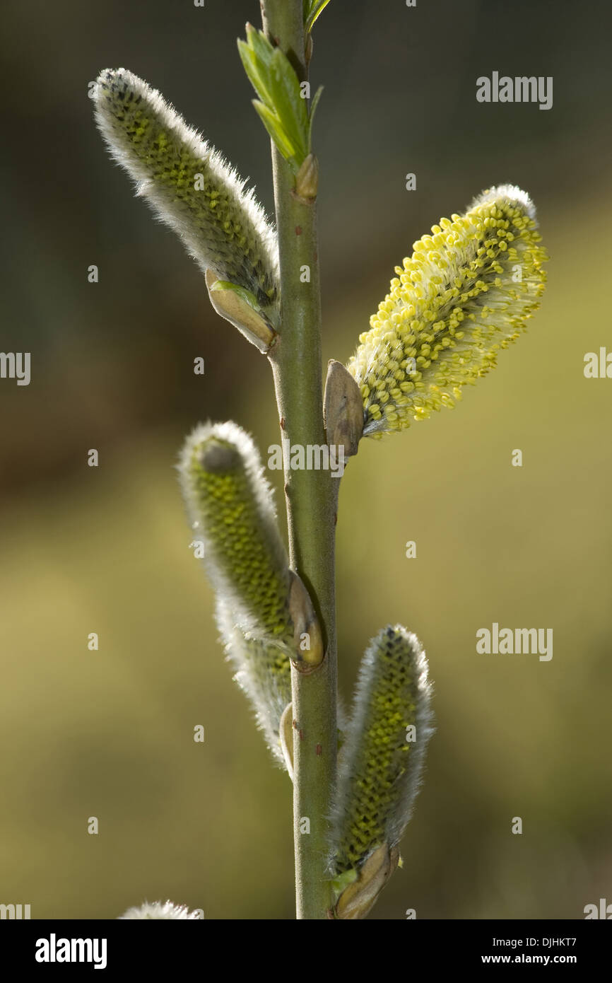 Salix Korbweiden Stockfotos und -bilder Kaufen - Alamy