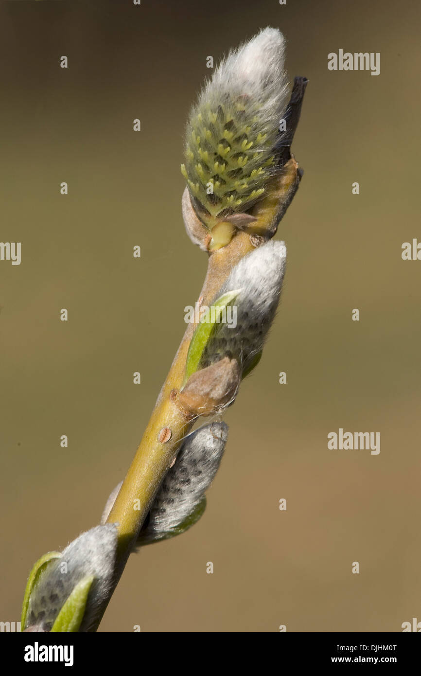 Salix korbweiden -Fotos und -Bildmaterial in hoher Auflösung – Alamy