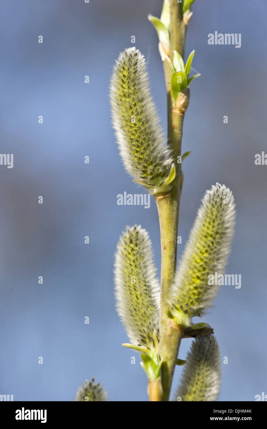 Gemeiner osier salix viminalis -Fotos und -Bildmaterial in hoher ...