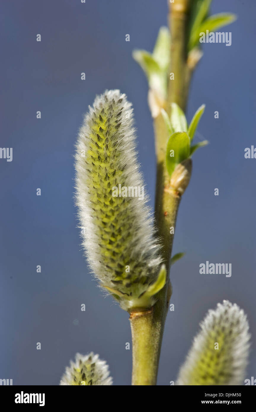 Salix korbweiden -Fotos und -Bildmaterial in hoher Auflösung – Alamy