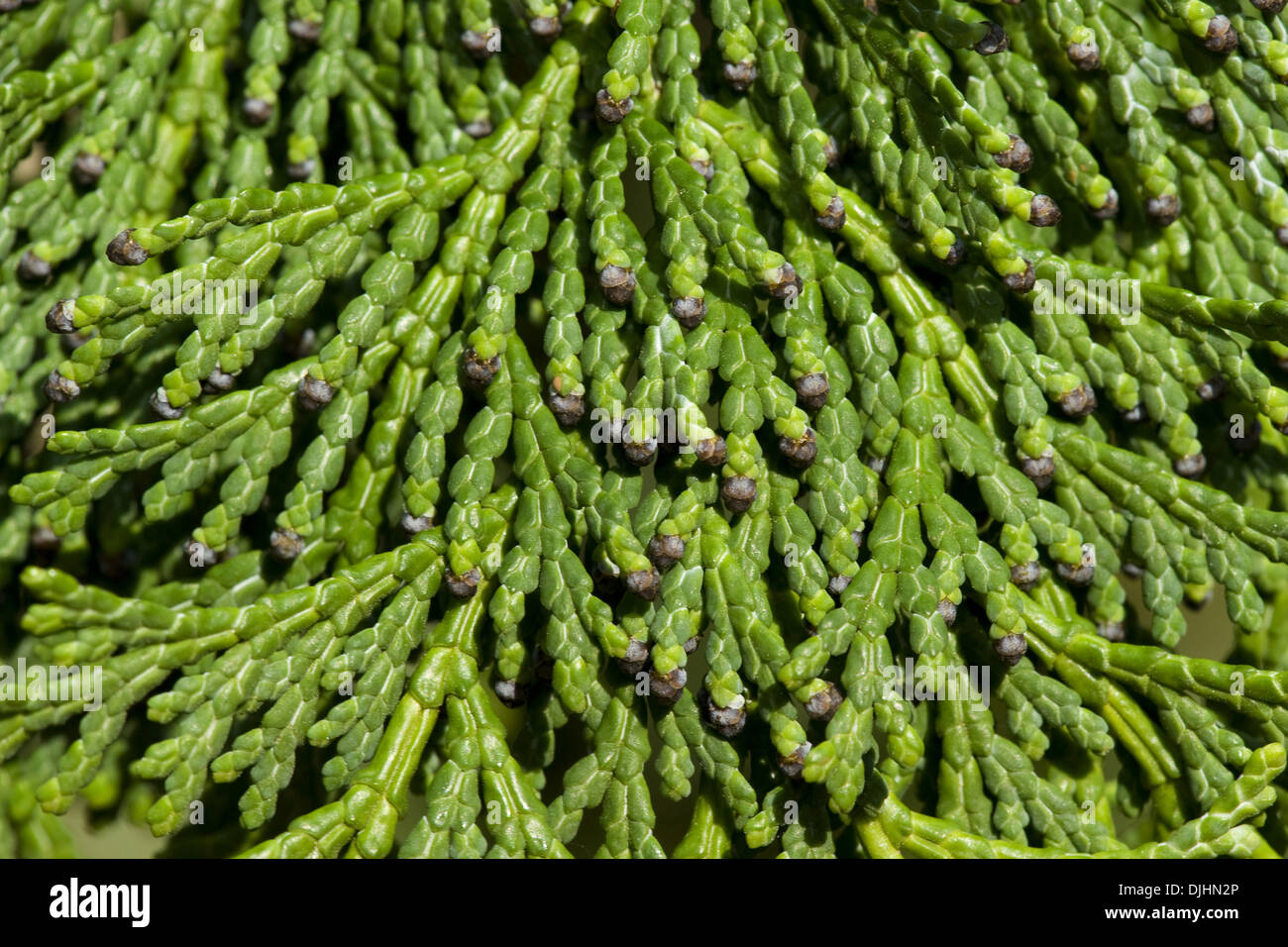 Hiba arborvitae thujopsis -Fotos und -Bildmaterial in hoher Auflösung ...