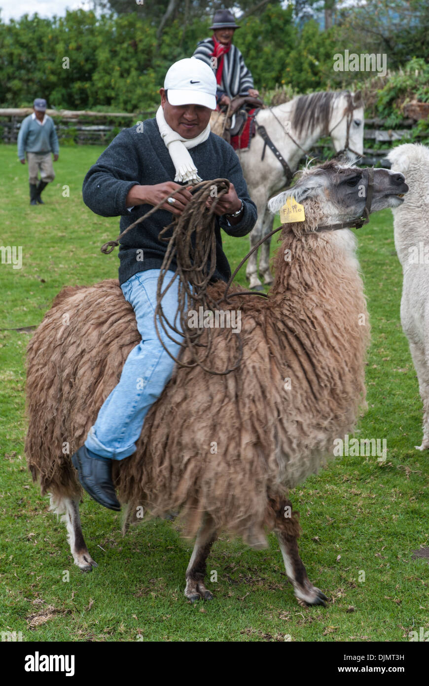 Ein Chagra Reiten eine Lama Stockfotografie - Alamy