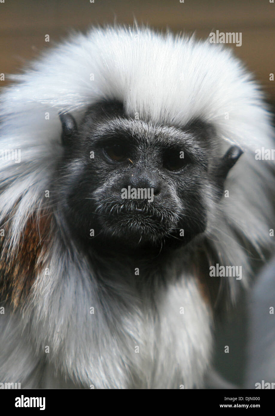Affen lang -Fotos und -Bildmaterial in hoher Auflösung – Alamy