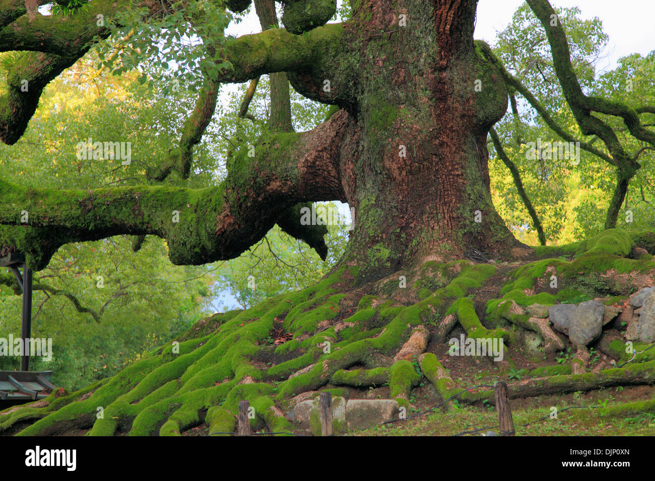 Baum mit wurzeln -Fotos und -Bildmaterial in hoher Auflösung – Alamy