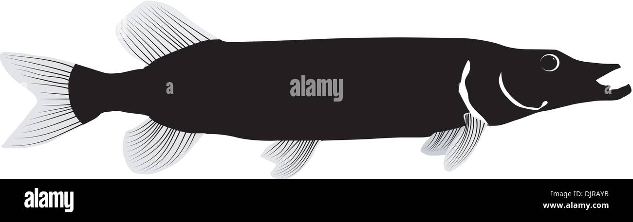 Hecht fisch Stock-Vektorgrafiken kaufen - Alamy
