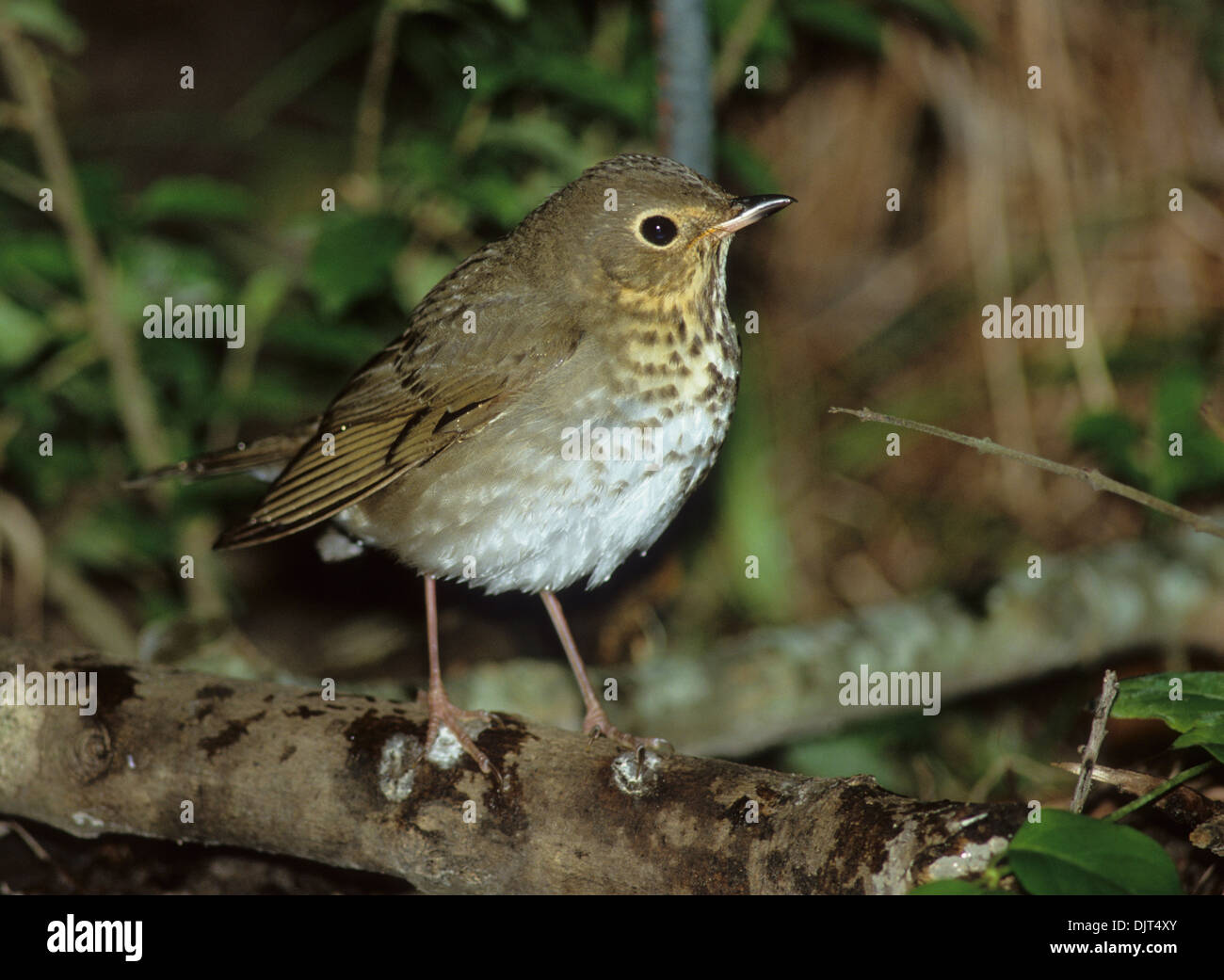 SWAINSON'S THRUSH (Catharus Ustulatus) Louis Smith Wald Heiligtum High ...