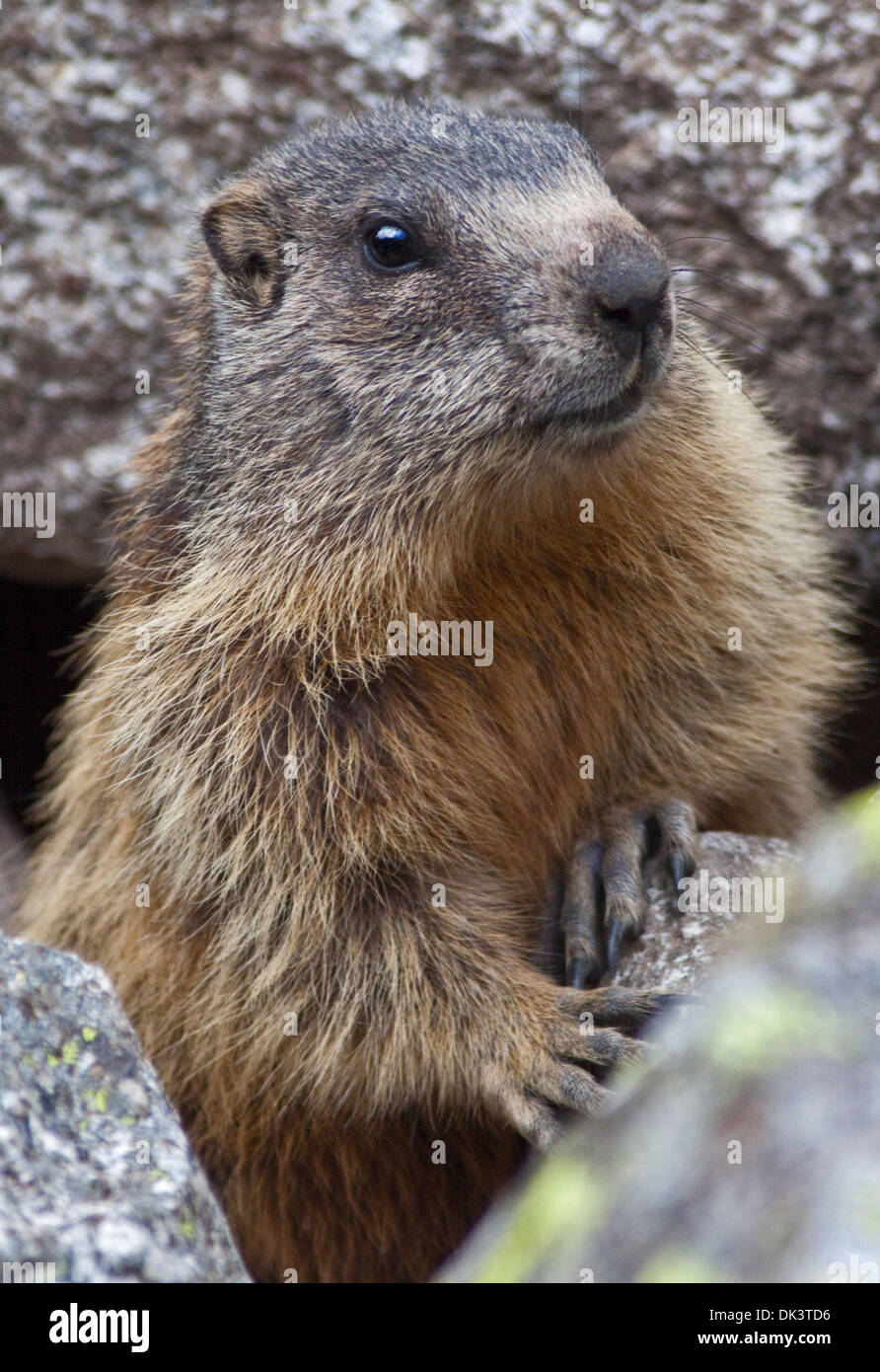 Murmeltiere der alpen -Fotos und -Bildmaterial in hoher Auflösung – Alamy