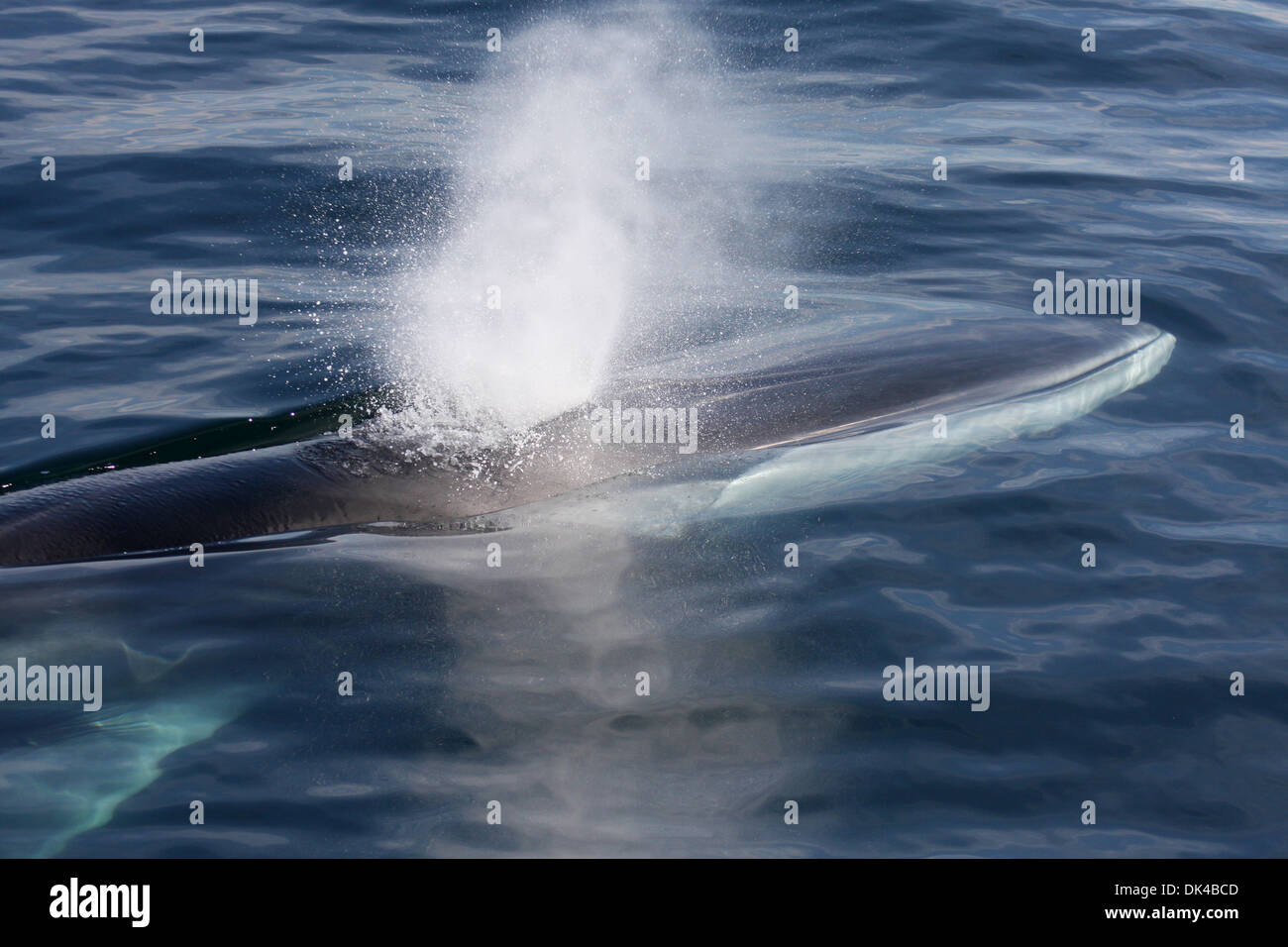 Blue whale mouth -Fotos und -Bildmaterial in hoher Auflösung – Alamy
