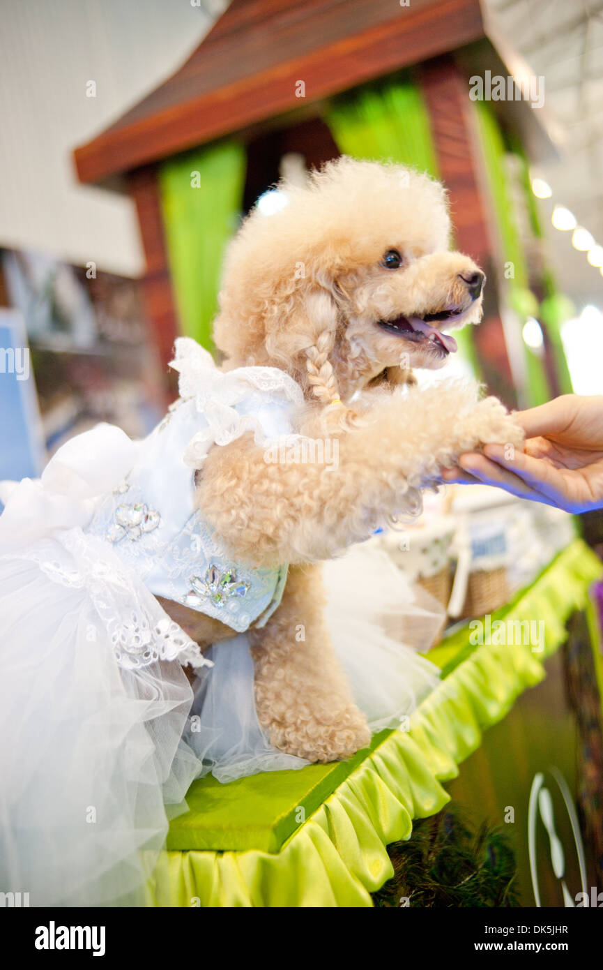 Pudel poodles -Fotos und -Bildmaterial in hoher Auflösung – Alamy