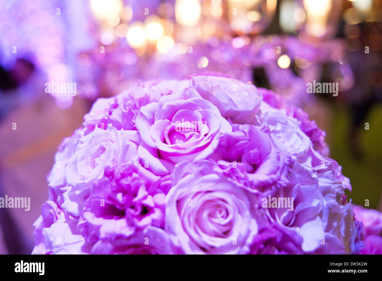 Lila rose -Fotos und -Bildmaterial in hoher Auflösung – Alamy