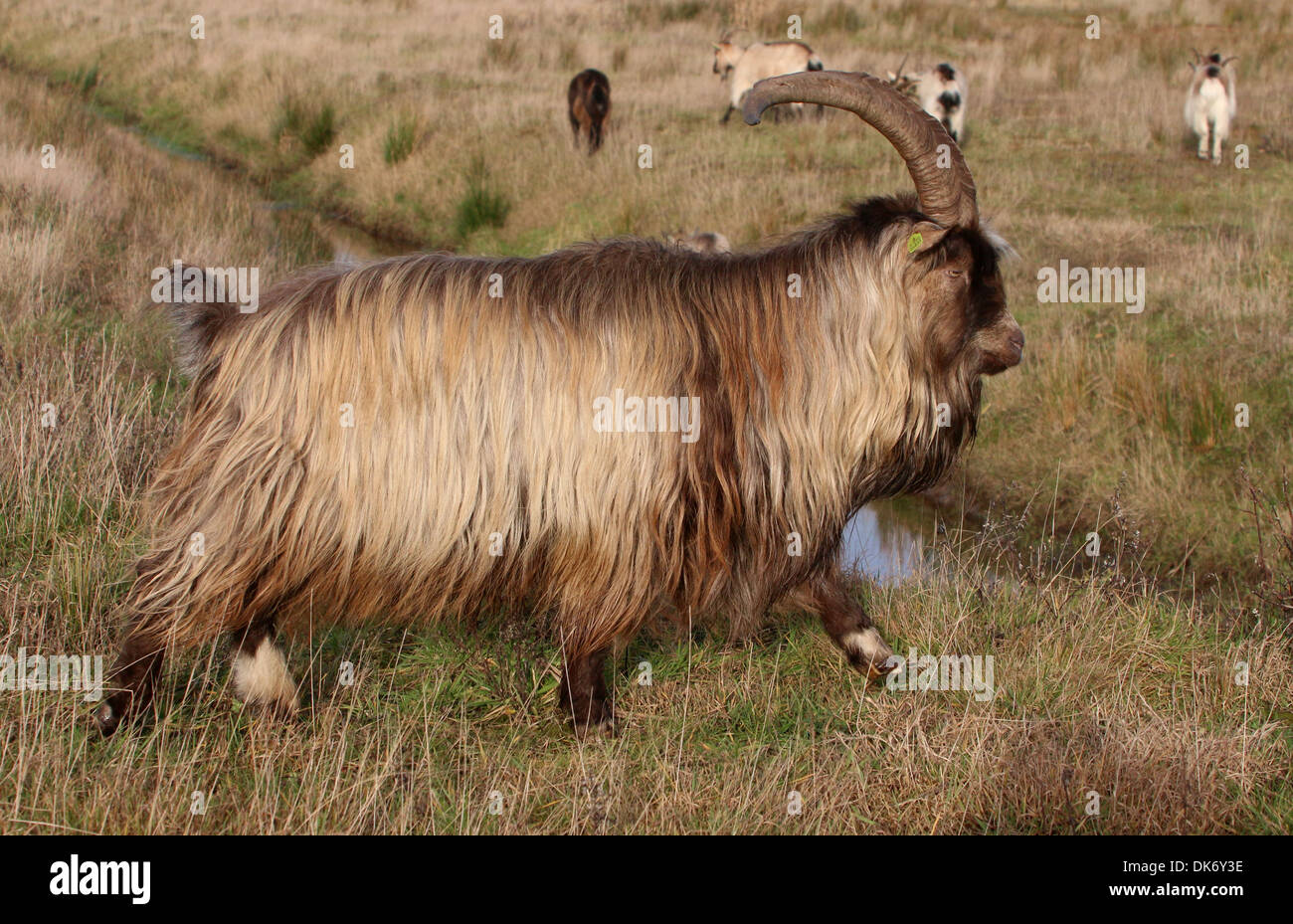 Ziege wilde herde einheimisch -Fotos und -Bildmaterial in hoher ...