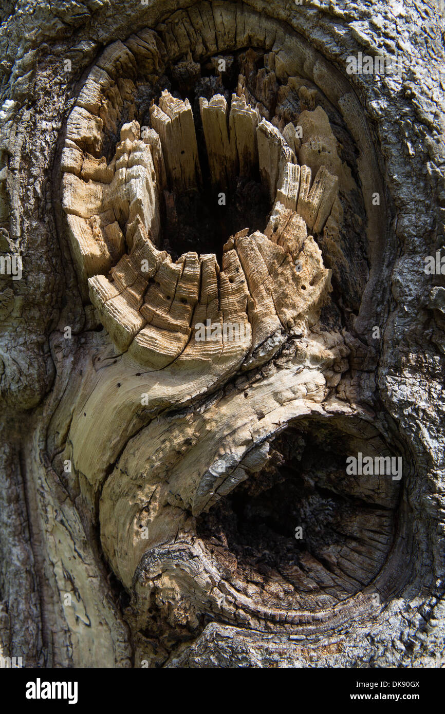 Alten Astlöcher im Baumstamm Stockfotografie - Alamy