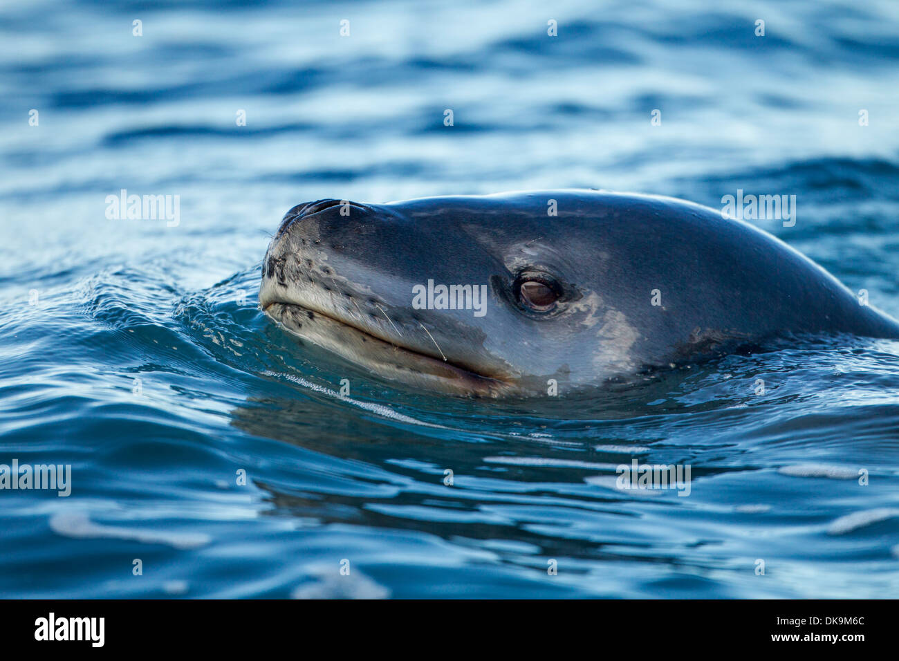 Leopard seal antarctica -Fotos und -Bildmaterial in hoher Auflösung – Alamy