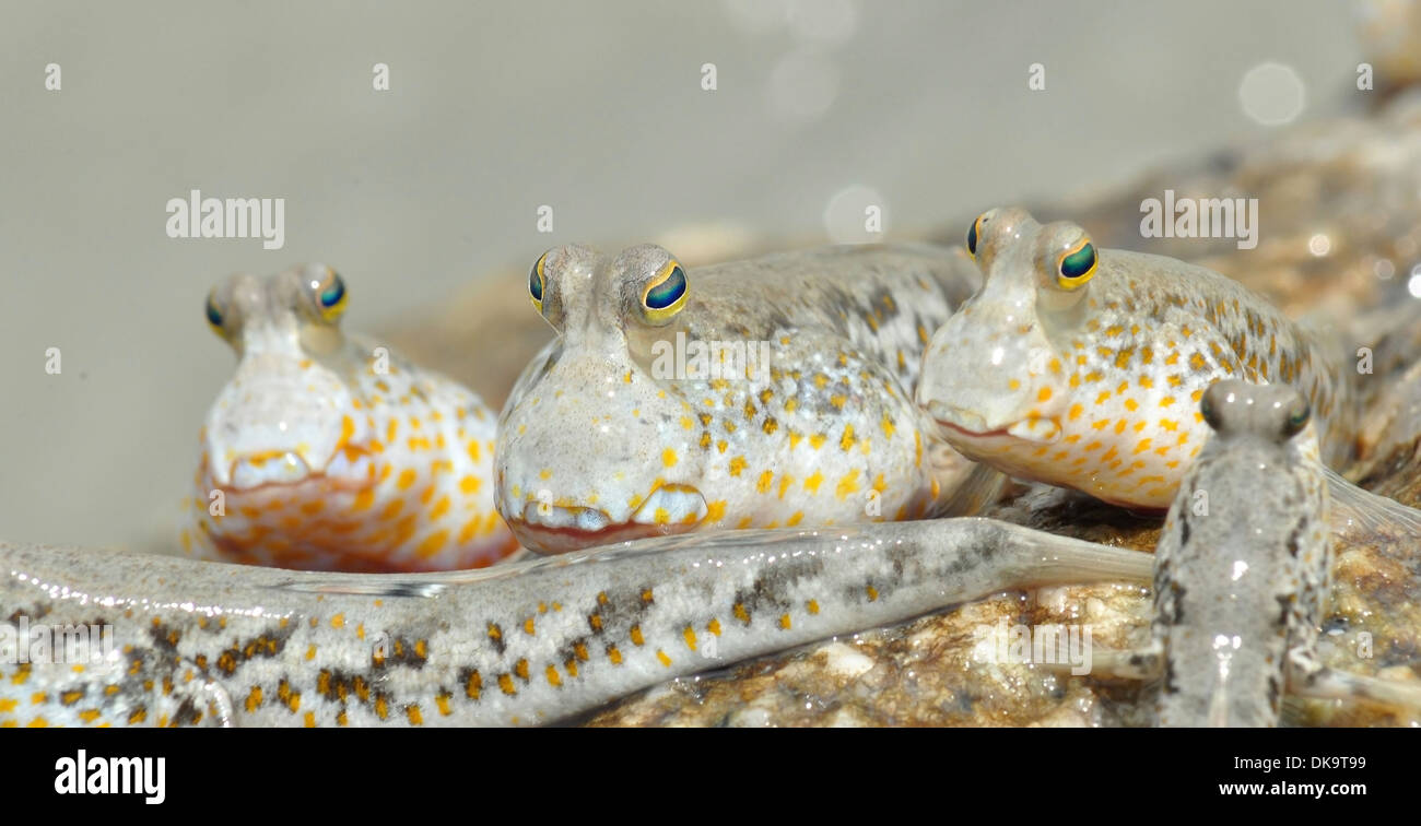 Schlammskipper fisch -Fotos und -Bildmaterial in hoher Auflösung – Alamy