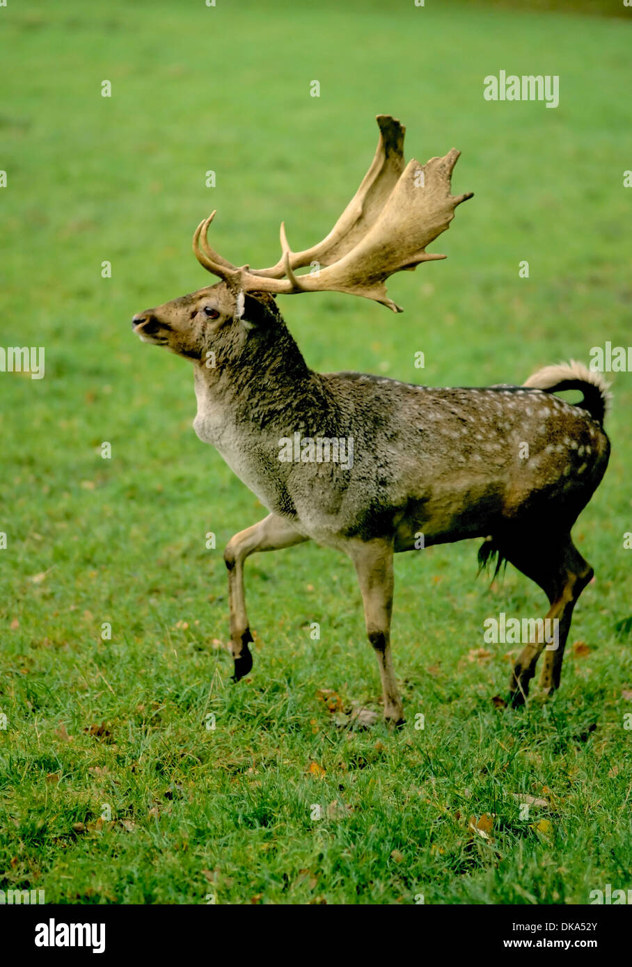 Damhirsch (Dama Dama), Furche, Damhirsch (Dama Dama), Brunft, Damwild ...
