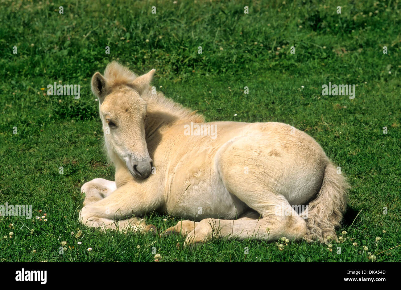 Norwegian fjord -Fotos und -Bildmaterial in hoher Auflösung – Alamy