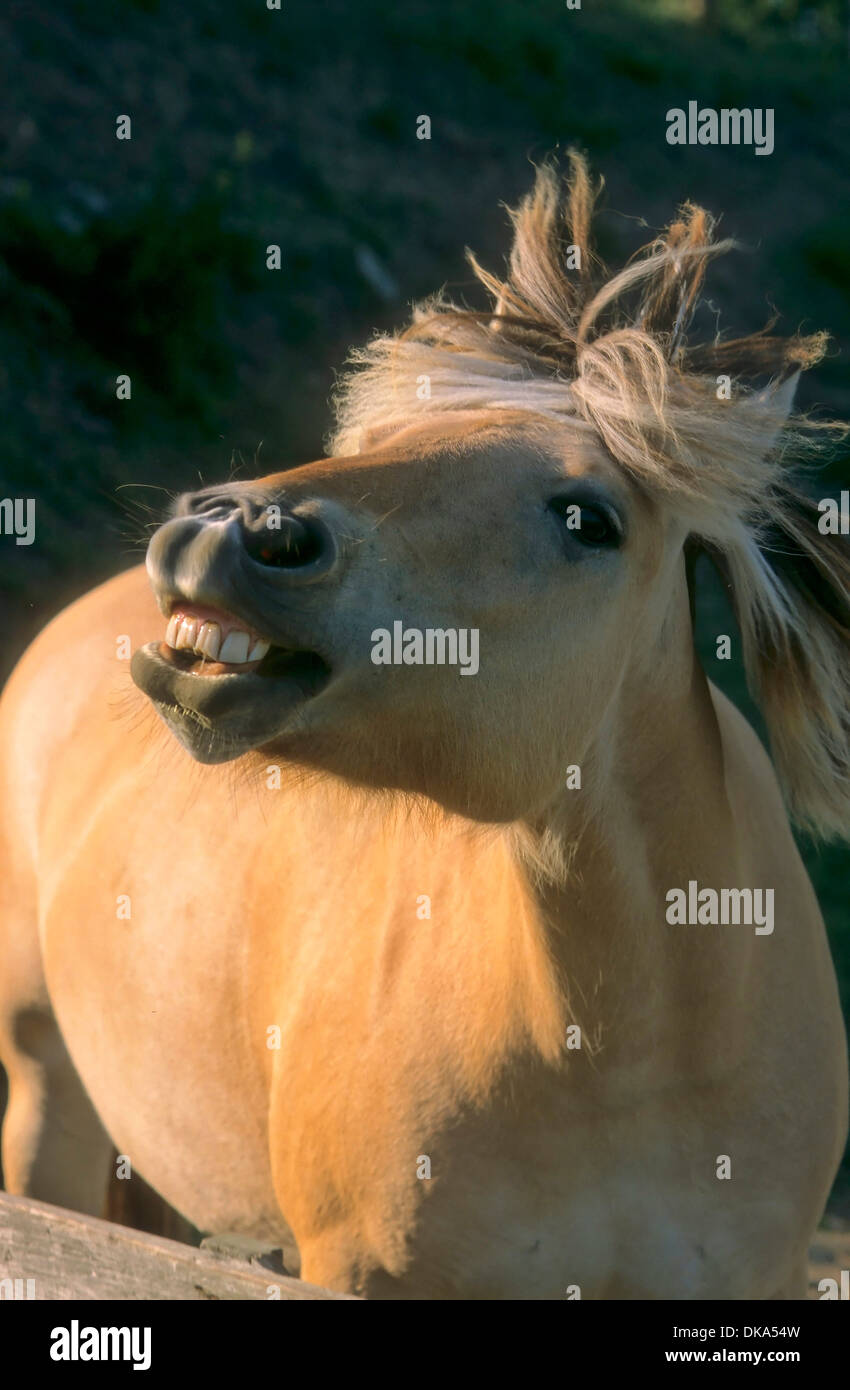 Norwegisches Fjordpferd Stockfotos und -bilder Kaufen - Alamy