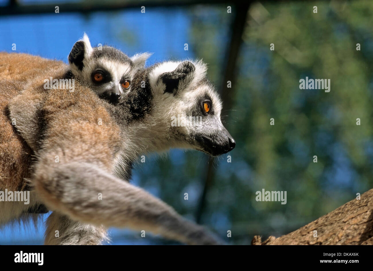 Katta Affe Stockfotos und -bilder Kaufen - Alamy
