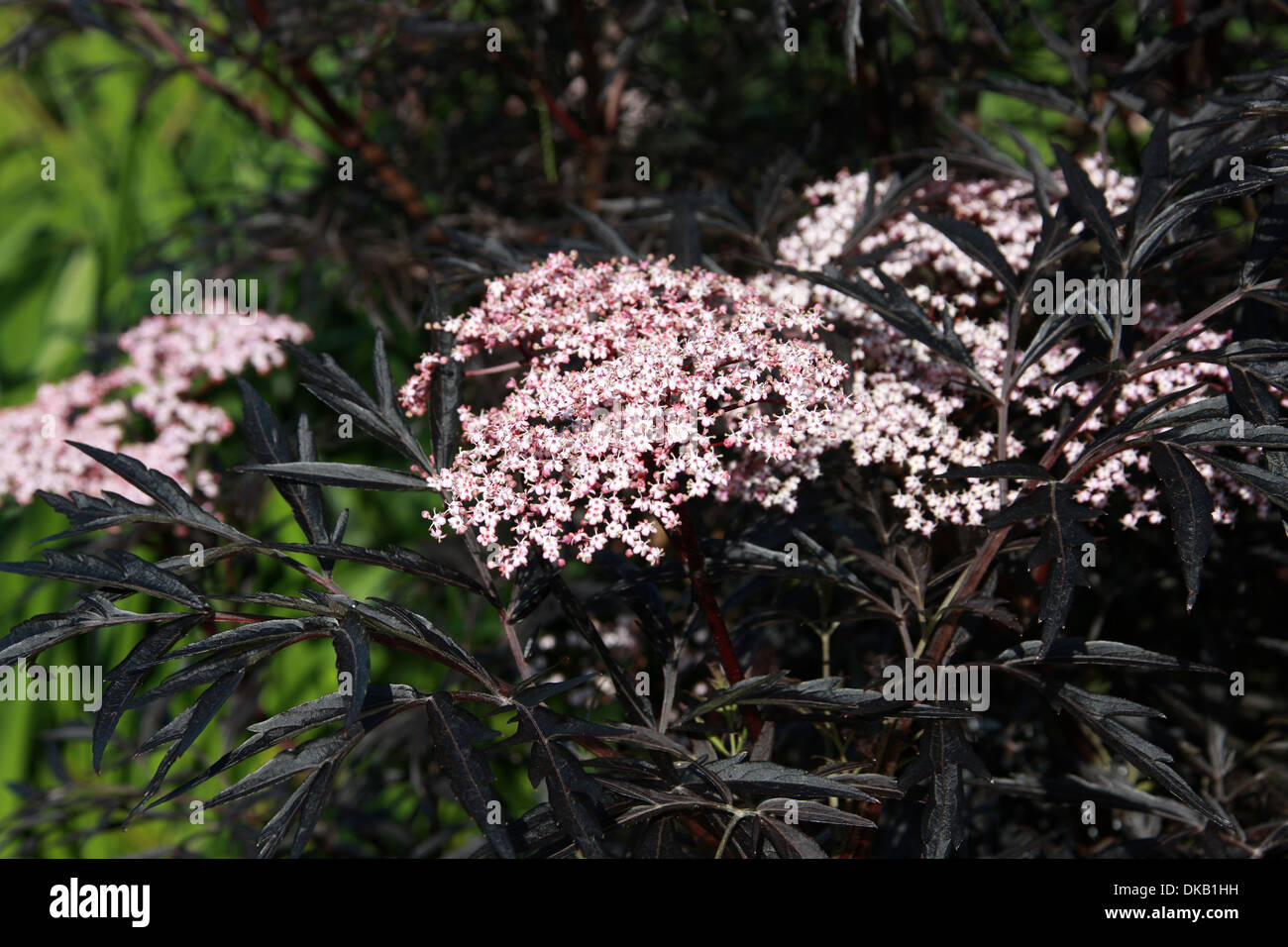 Blume holunder -Fotos und -Bildmaterial in hoher Auflösung – Alamy