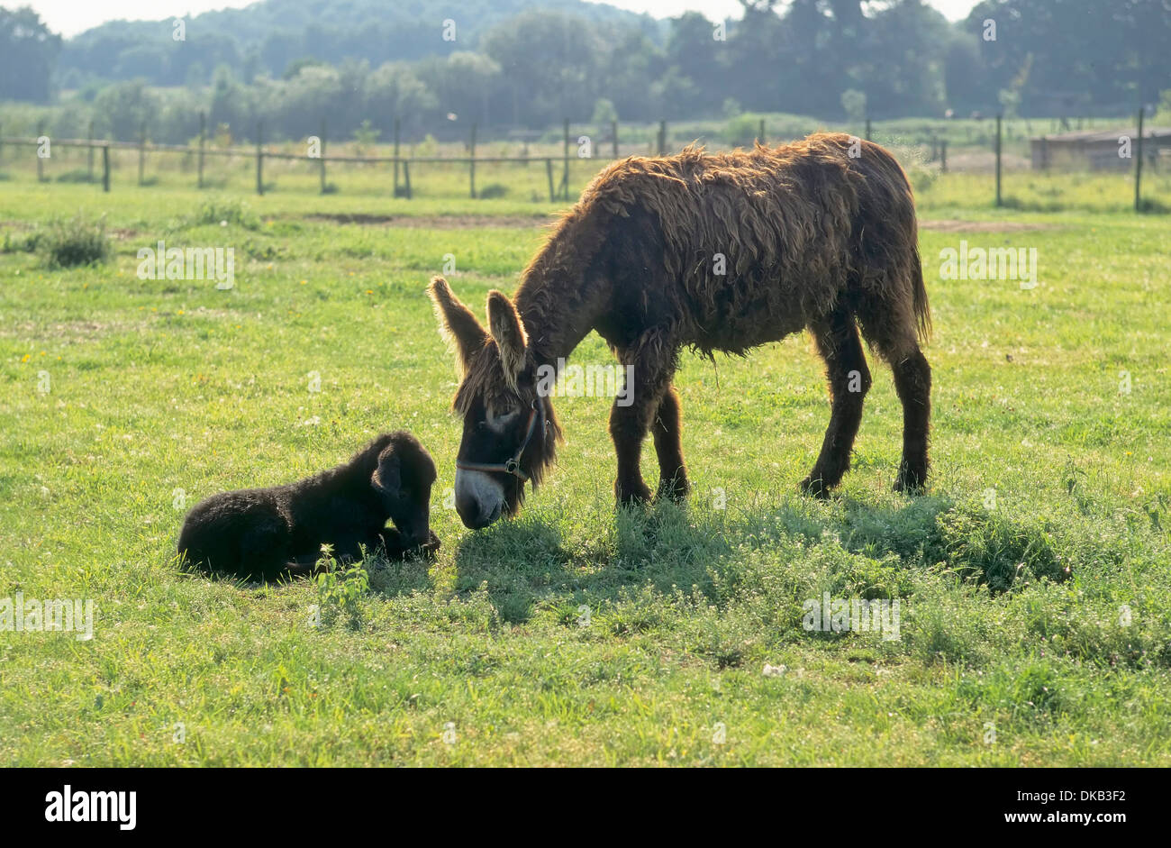Poitou-Esel, Poitou-Esel, Poitevin Esel, Poitou-Riesen-Esel, Poitou ...