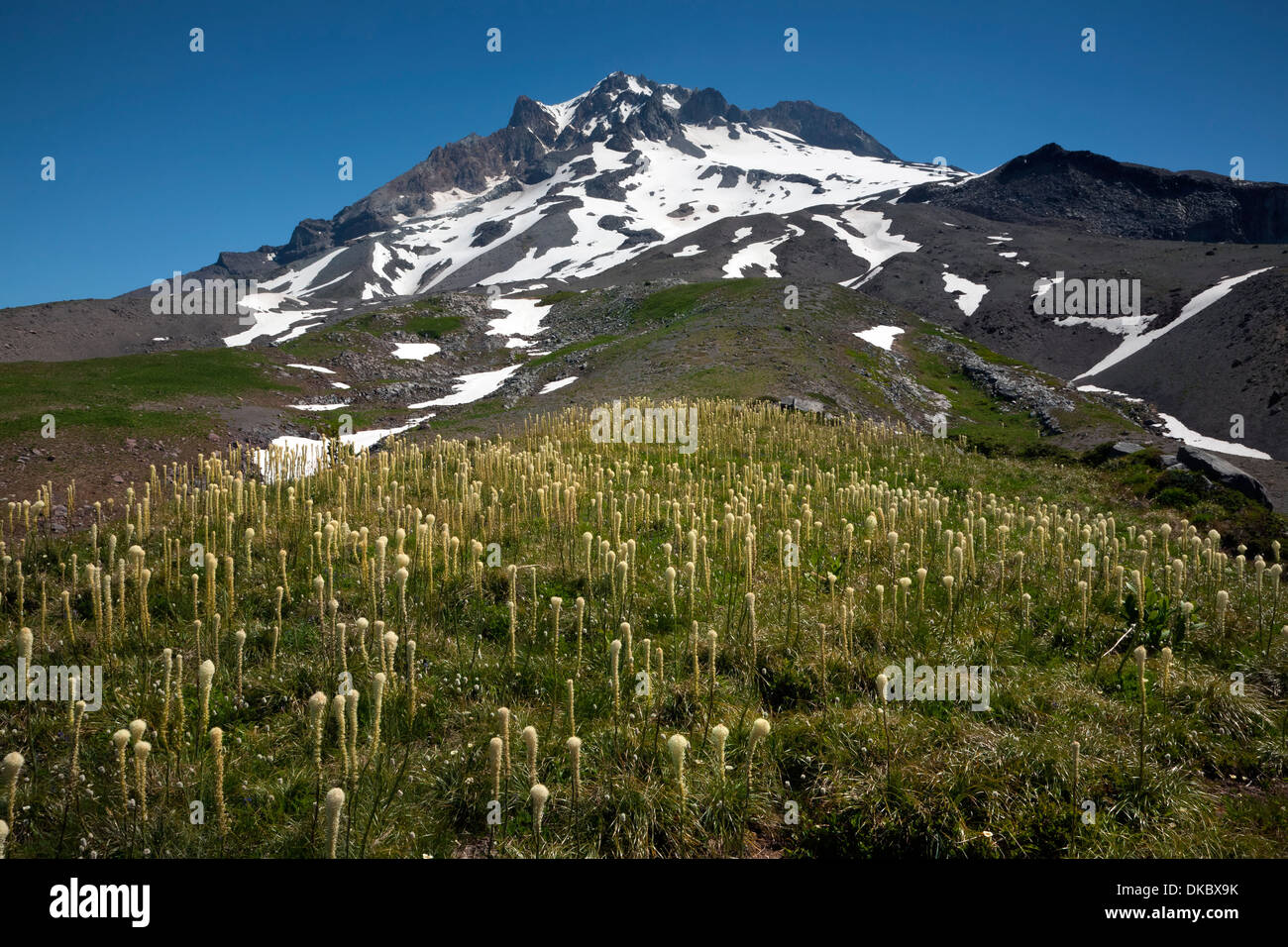 OREGON - Bärengras blühen im Paradise Park auf der Seite des Mount Hood ...