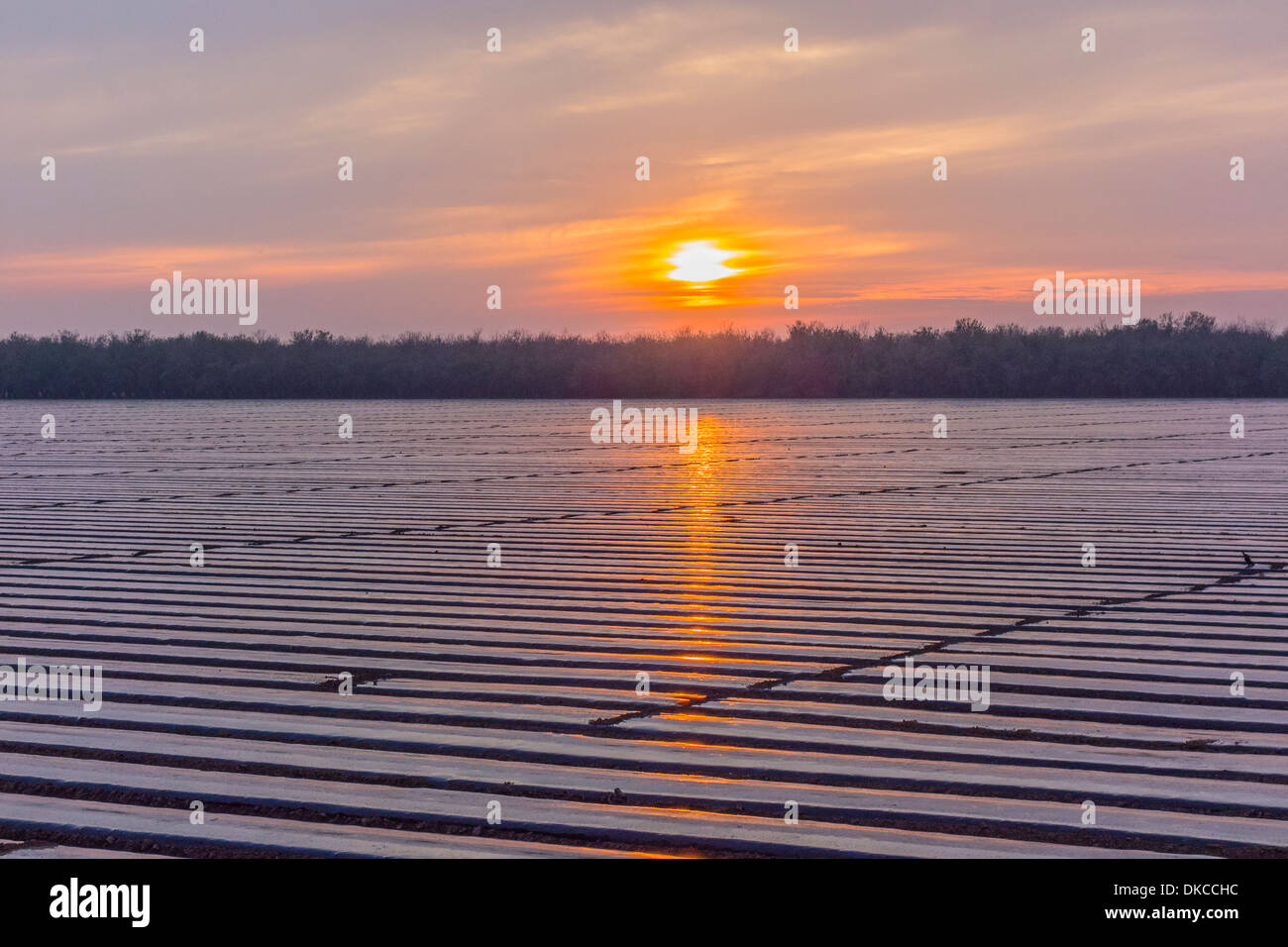 Unkraut hemmen -Fotos und -Bildmaterial in hoher Auflösung – Alamy