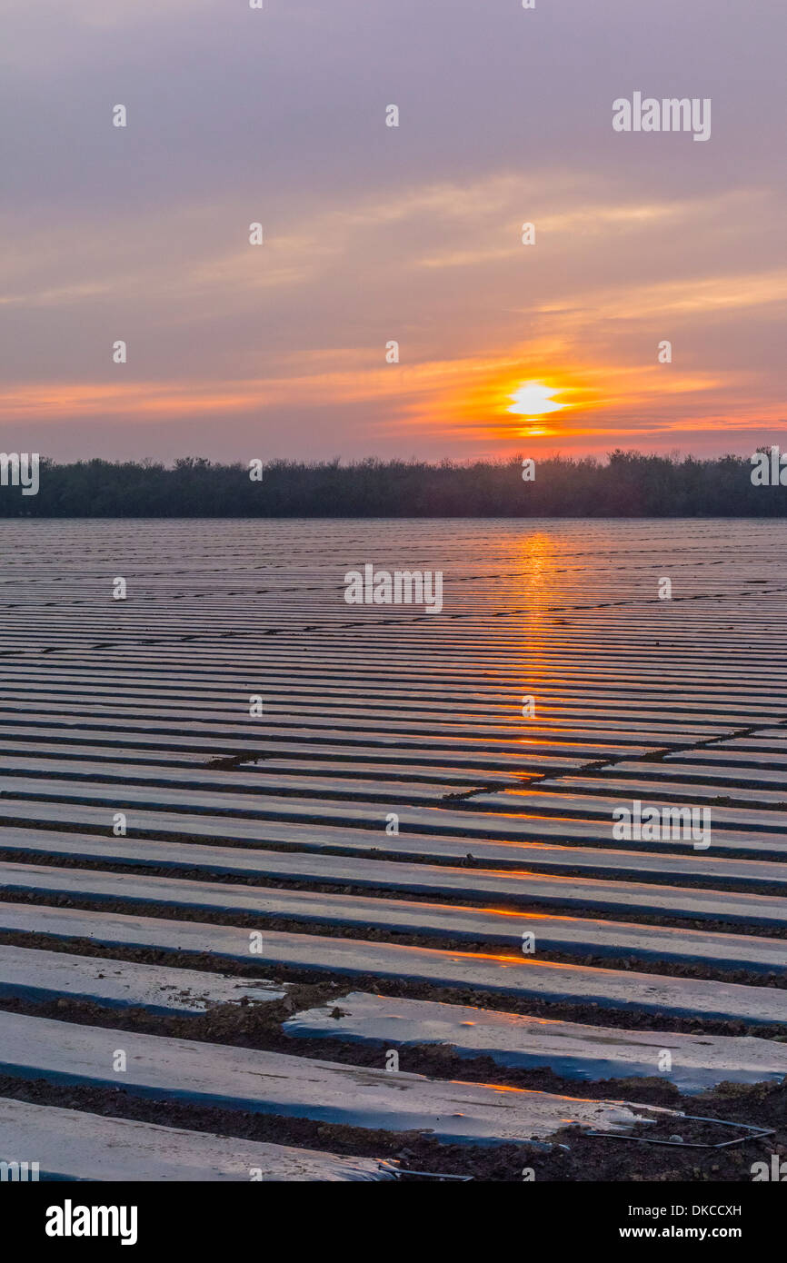 Unkraut hemmen -Fotos und -Bildmaterial in hoher Auflösung – Alamy