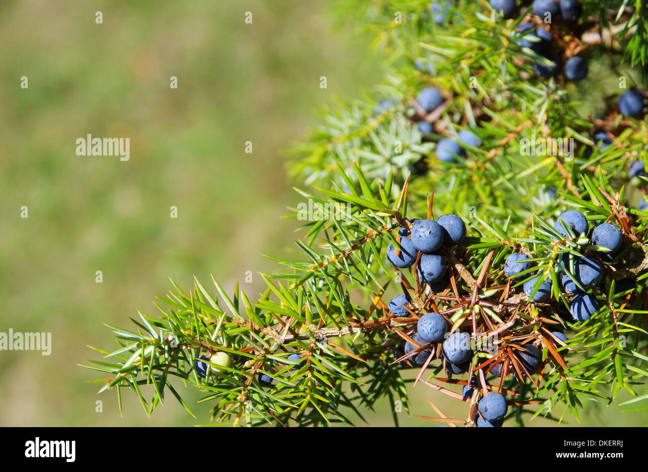 Nadel wacholder -Fotos und -Bildmaterial in hoher Auflösung – Alamy