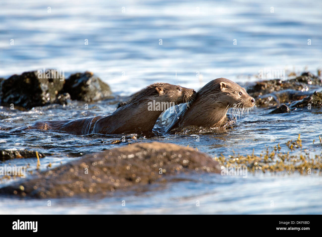 Sea otter playing -Fotos und -Bildmaterial in hoher Auflösung – Alamy