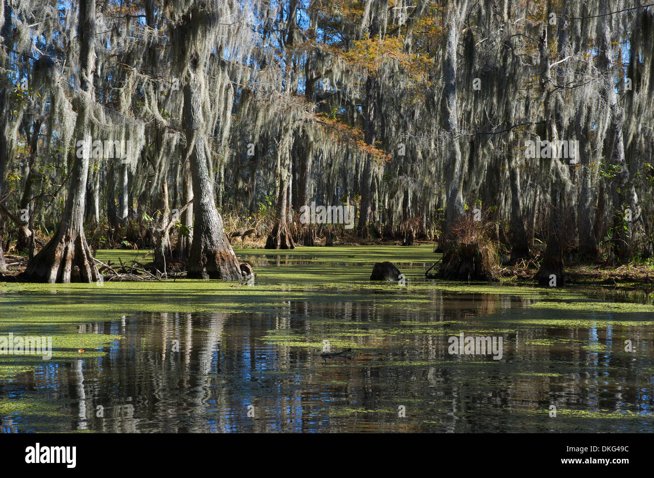 Sumpf in der Nähe von New Orleans, Louisiana, USA Stockfotografie - Alamy