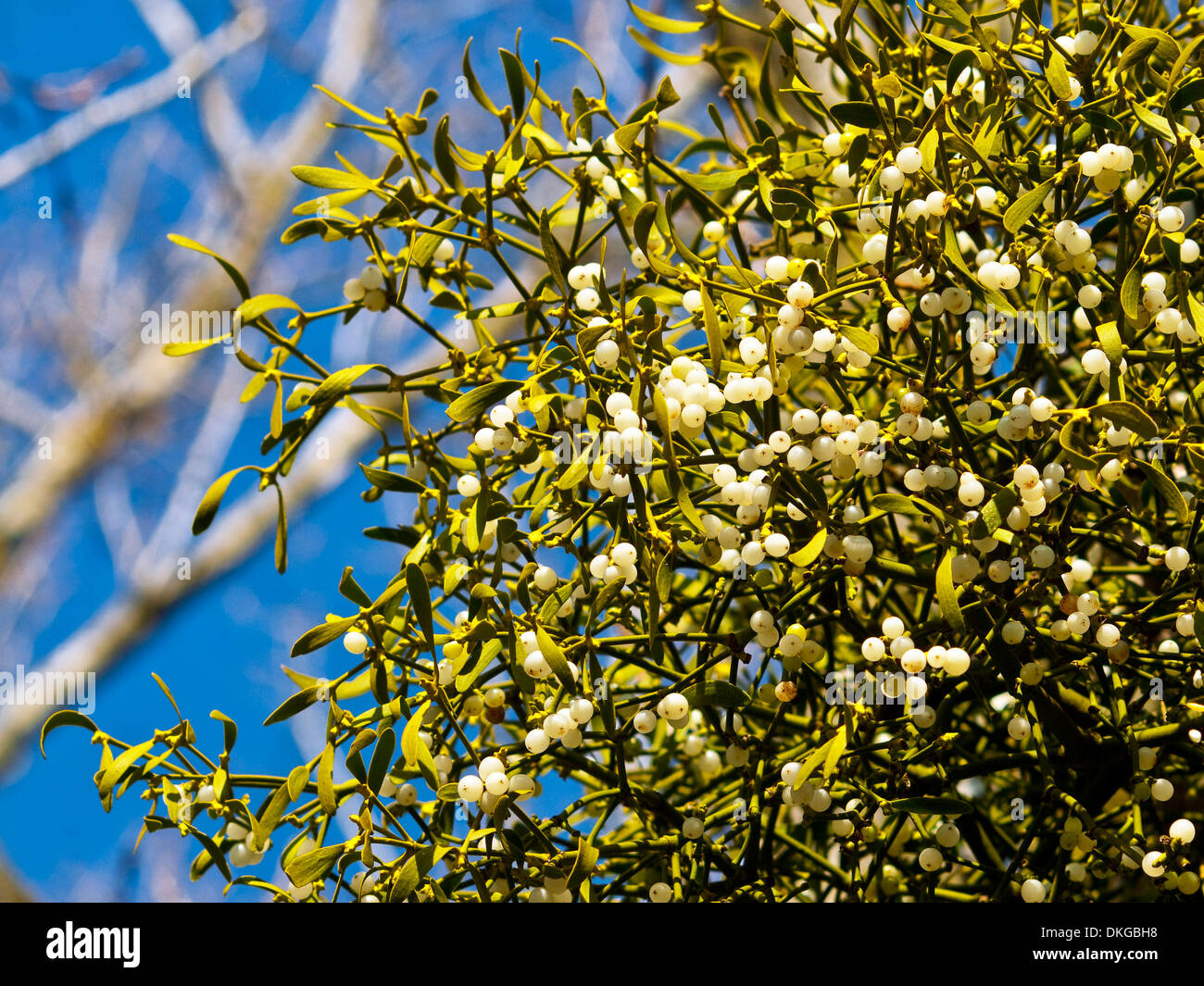 Viscum album haufen -Fotos und -Bildmaterial in hoher Auflösung – Alamy