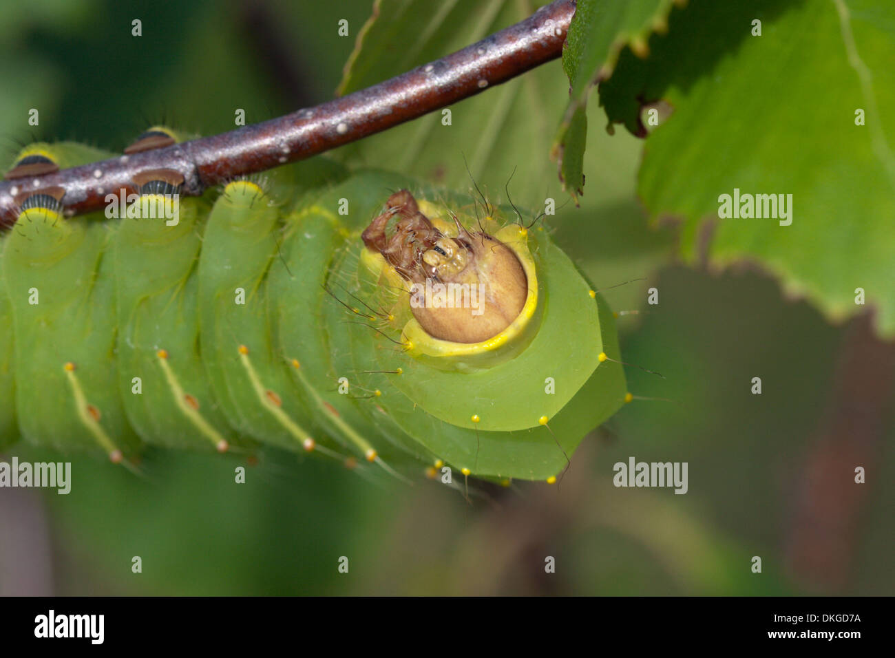 Insekt grüne Raupe Bug Wurm grub Polyphemus Motte Stockfotografie - Alamy